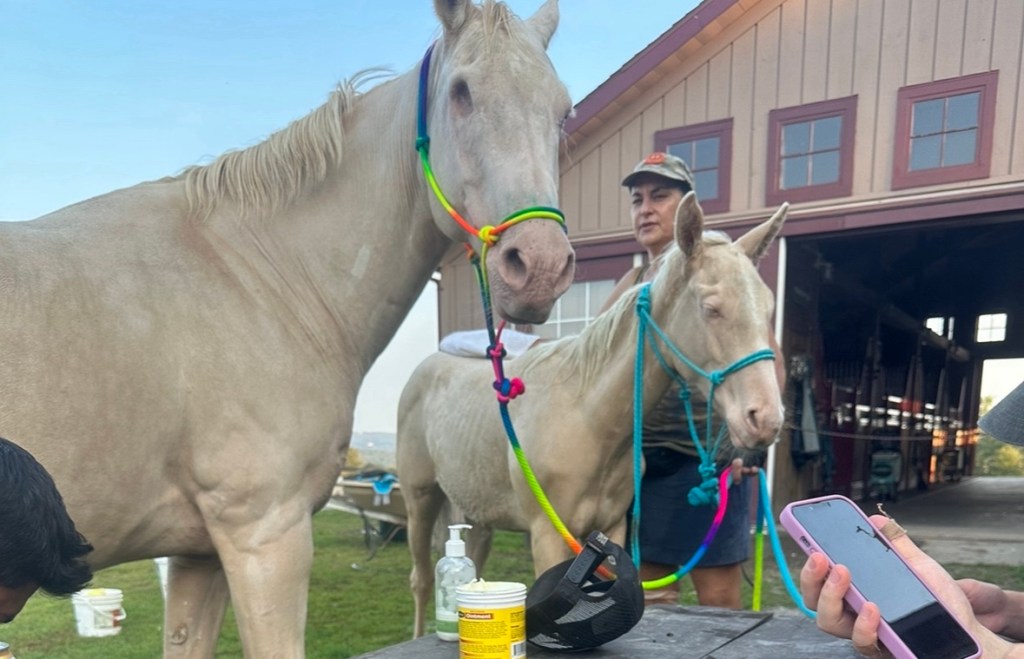 Project Younicorn in honor of beautiful Catherine Grimaldi Pane ( 1982 ...